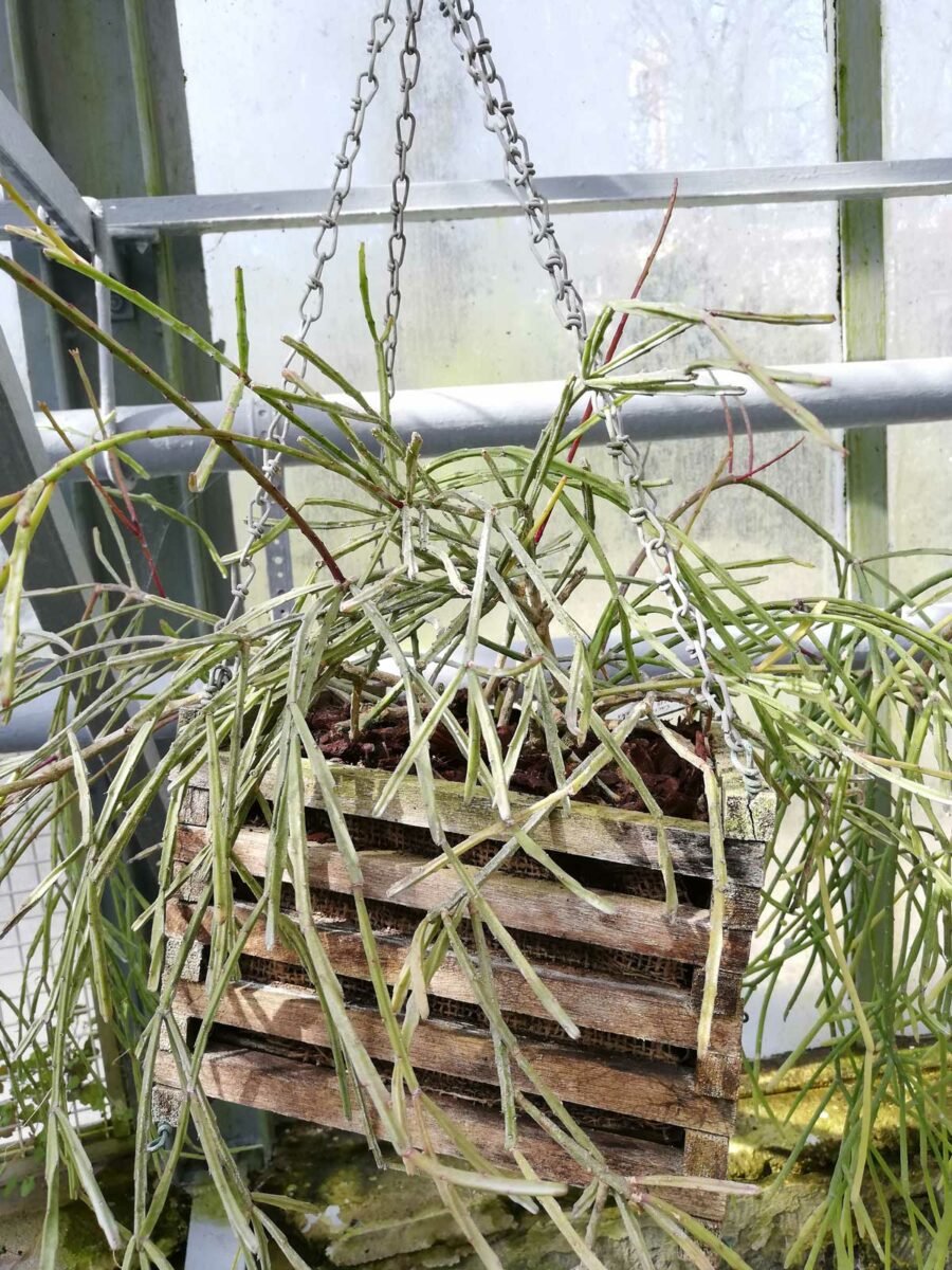 Rhipsalis Varieties: 21 Easy to Grow Mistletoe Cactus Types