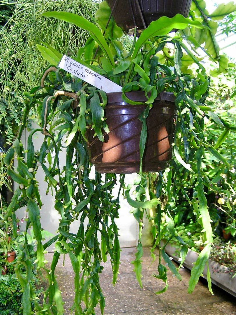 Rhipsalis Varieties: 21 Easy to Grow Mistletoe Cactus Types