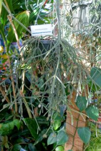 Rhipsalis Varieties: 21 Easy to Grow Mistletoe Cactus Types