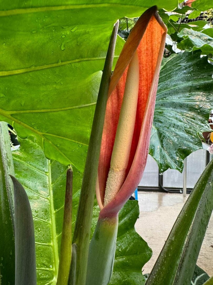 Alocasia Flowers: 5 Common Questions Answered (with photos)