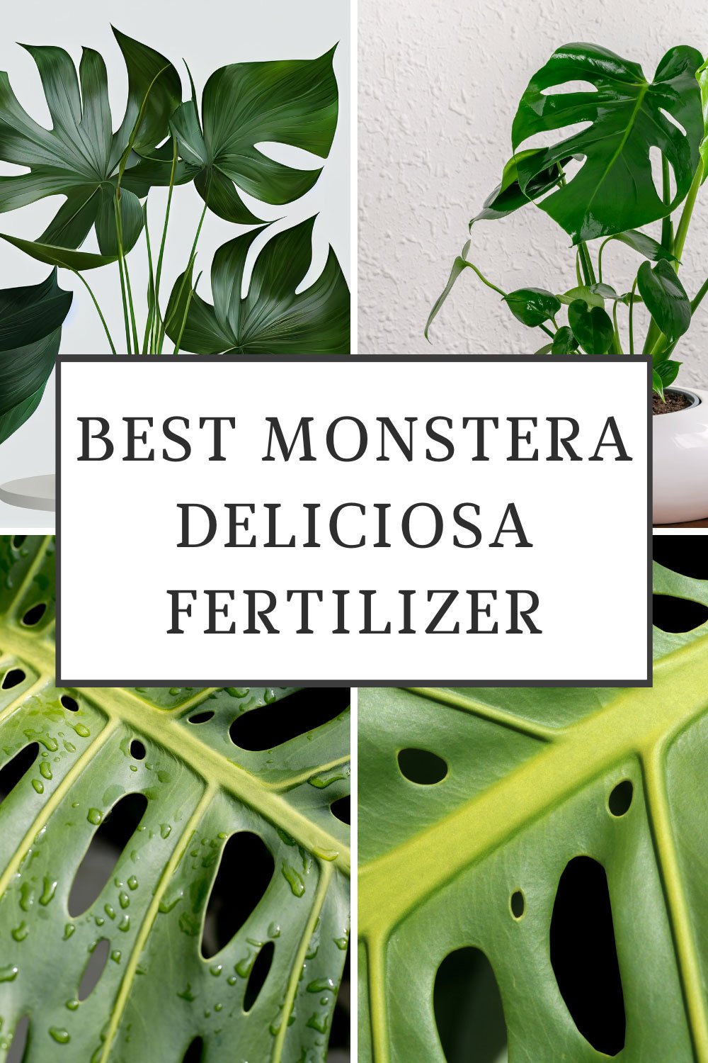 Best Fertilizer for Monstera Deliciosa + 5 Top Tips for Use