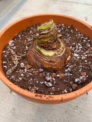How to Plant Amaryllis Bulbs Indoors : 5 Easy Steps