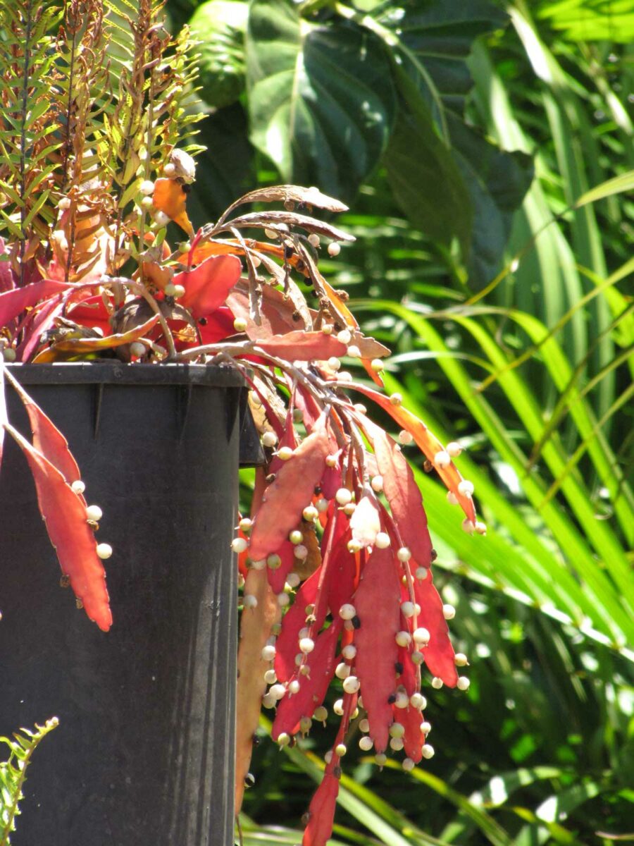 Rhipsalis Varieties: 21 Easy to Grow Mistletoe Cactus Types