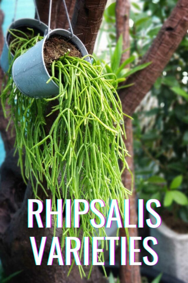 Rhipsalis Varieties: 21 Easy to Grow Mistletoe Cactus Types