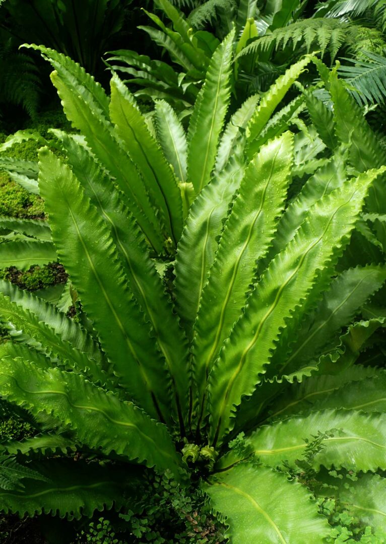 21 Stunning Indoor Fern Types to Green Up Your Home