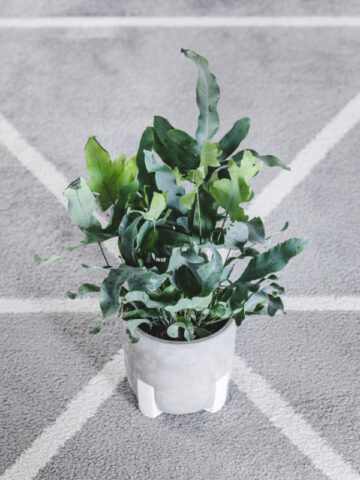 21 Stunning Indoor Fern Types to Green Up Your Home