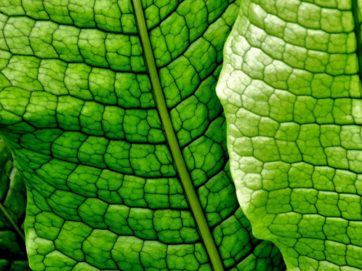 21 Stunning Indoor Fern Types to Green Up Your Home