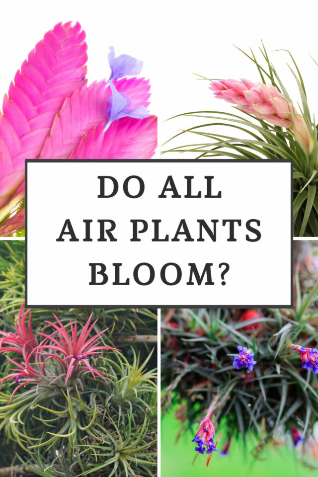 Do All Air Plants Bloom? 7 Fun Tillandsia Flower Facts