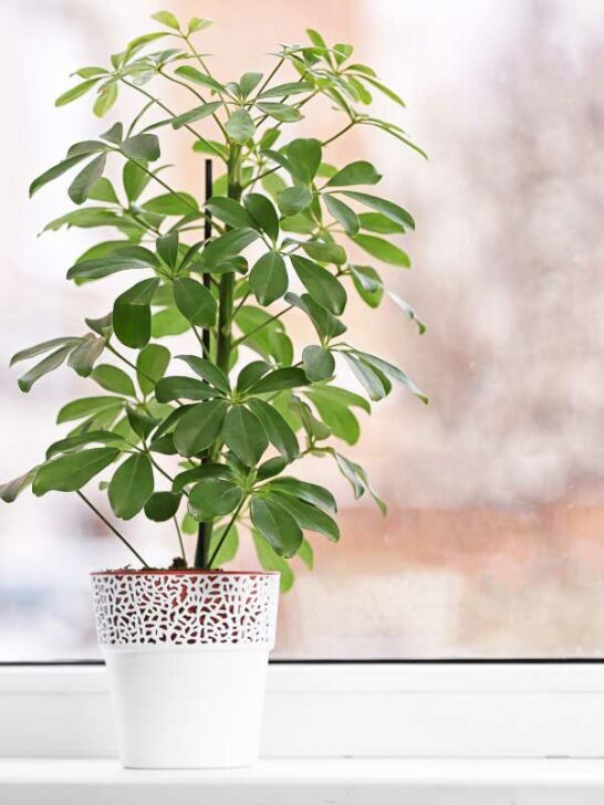 How to Propagate Umbrella Plant: 3 Easy Methods