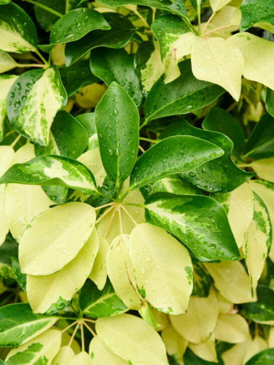 How to Propagate Umbrella Plant: 3 Easy Methods
