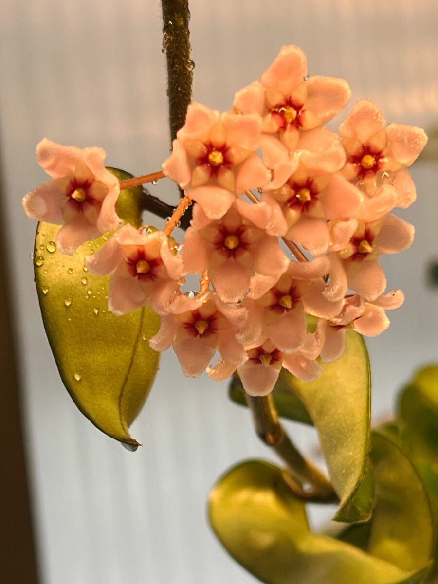How to Get Hoya Plants to Bloom: 5+ Epic Tips
