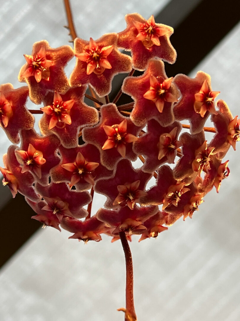 How to Get Hoya Plants to Bloom: 5+ Epic Tips