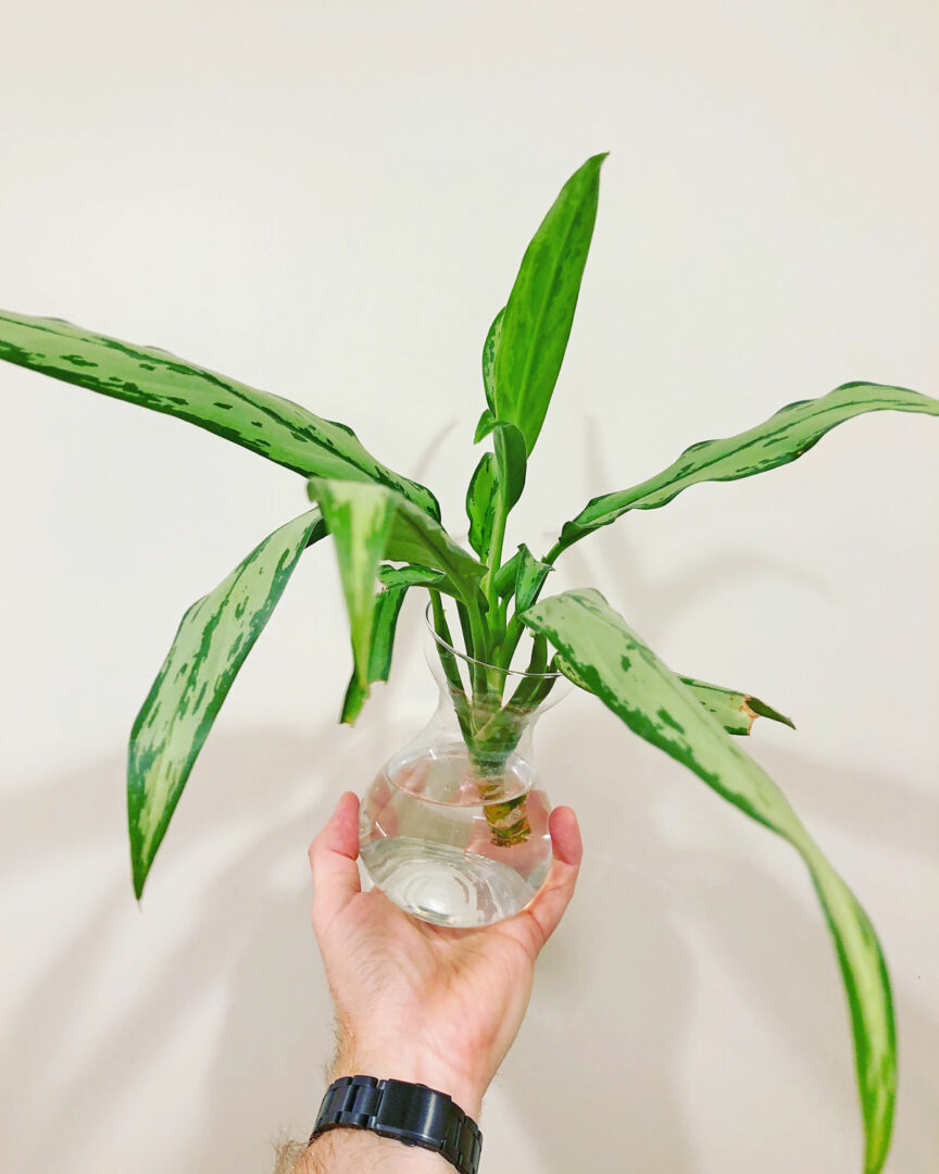 How to Propagate Chinese Evergreen: 5 Easy Ways