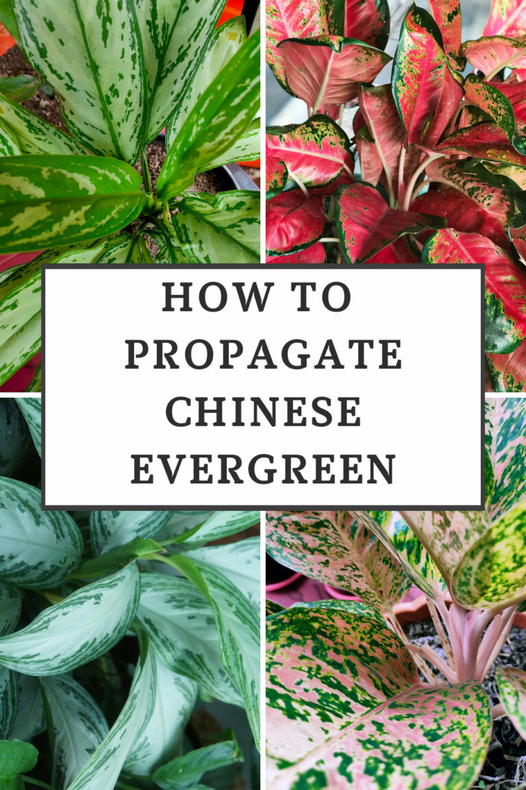 How to Propagate Chinese Evergreen: 5 Easy Ways