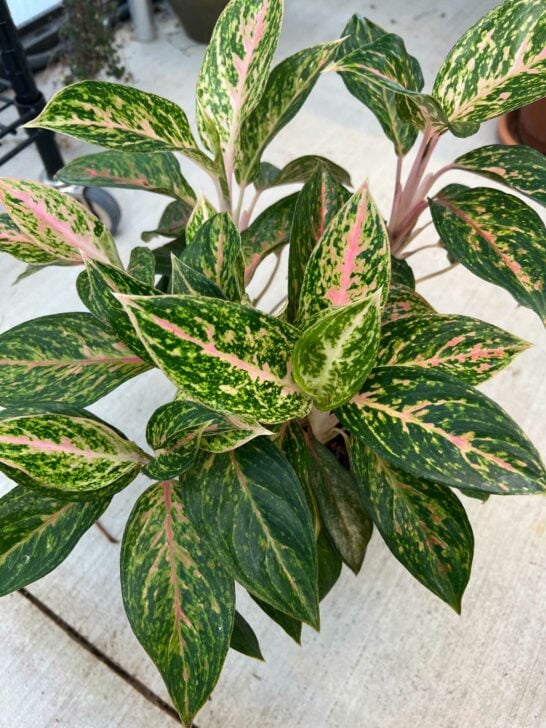 How to Propagate Chinese Evergreen: 5 Easy Ways