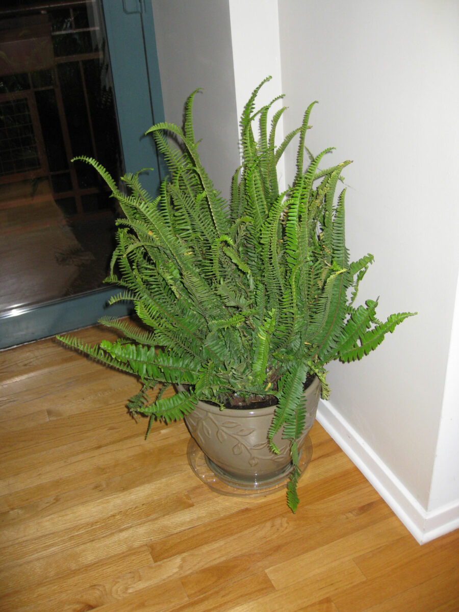 21 Stunning Indoor Fern Types to Green Up Your Home