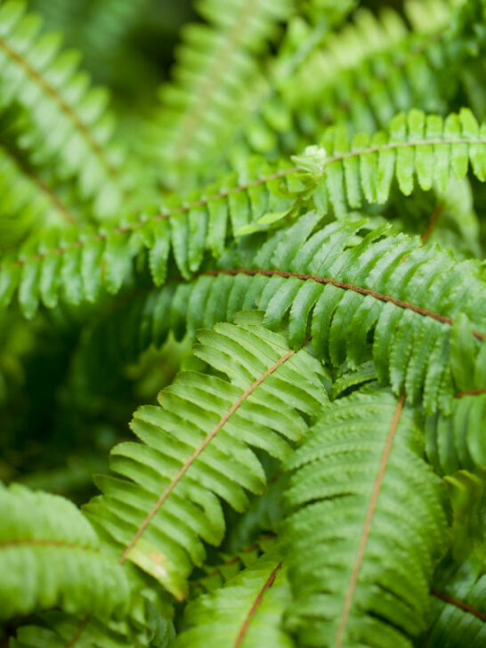 21 Stunning Indoor Fern Types to Green Up Your Home