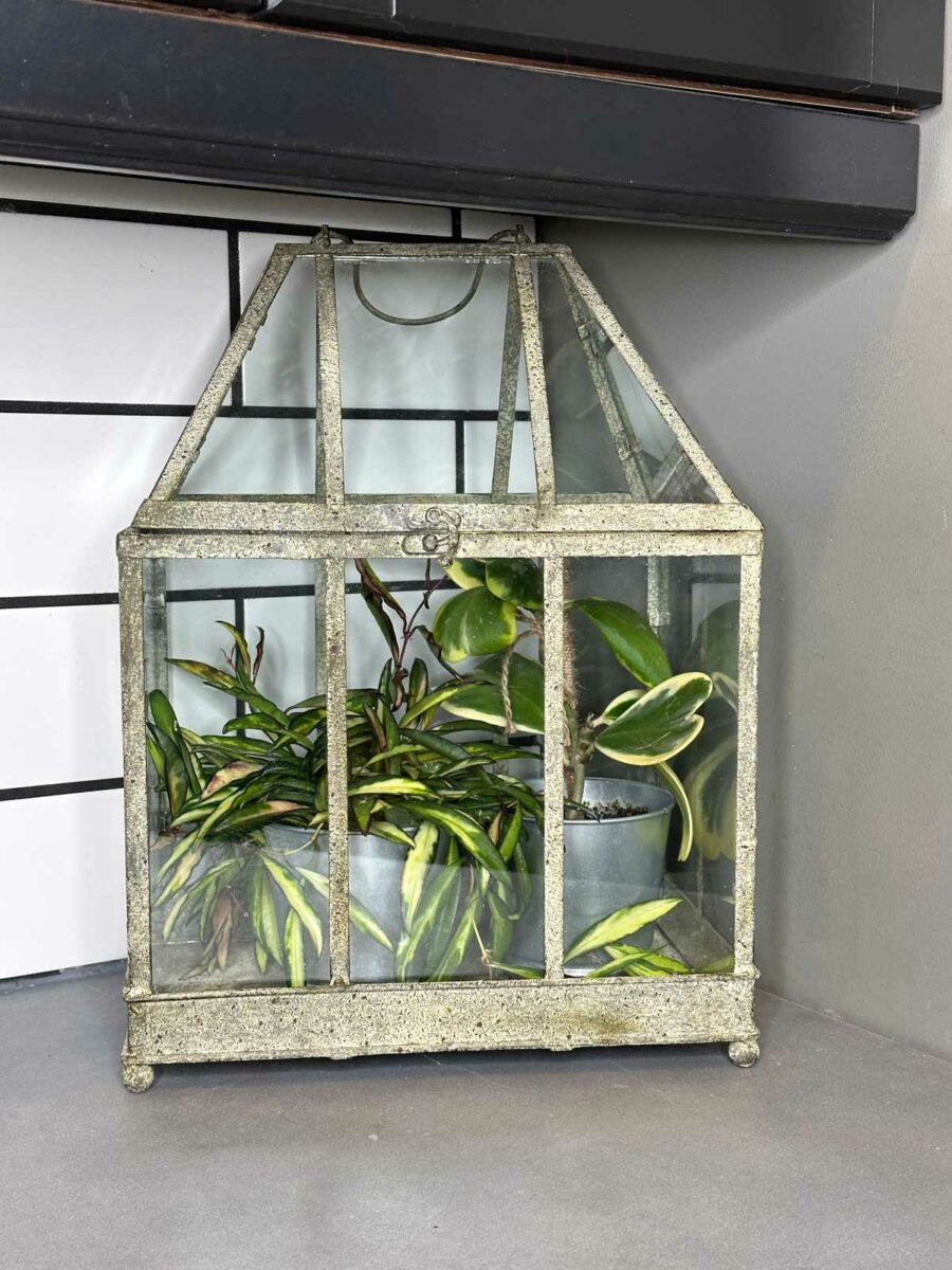 How to Keep Cats Away From Plants: 19 Proven Real Life Tips