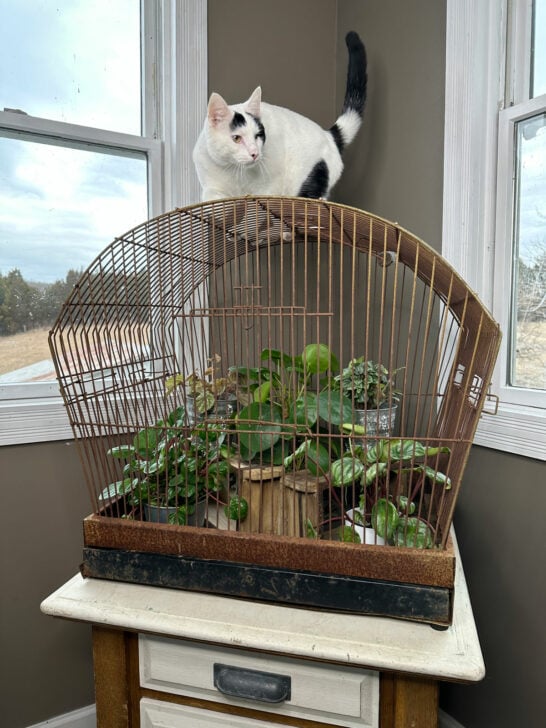 How to Keep Cats Away From Plants: 19 Proven Real Life Tips