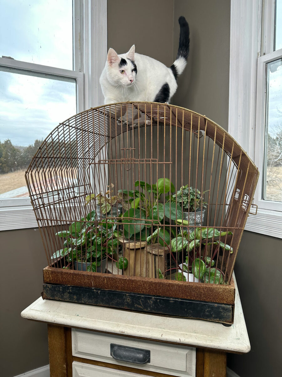 How to Keep Cats Away From Plants: 19 Proven Real Life Tips