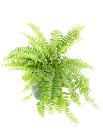21 Stunning Indoor Fern Types to Green Up Your Home