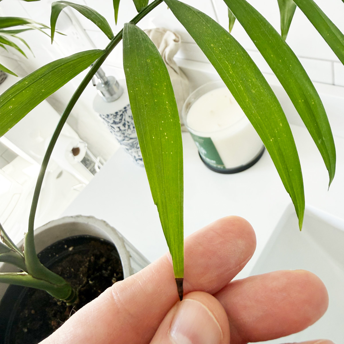 Parlor Palm Brown Tips
