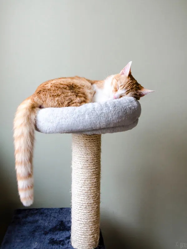 How To Keep Cats Away From Plants 19 Proven Real Life Tips