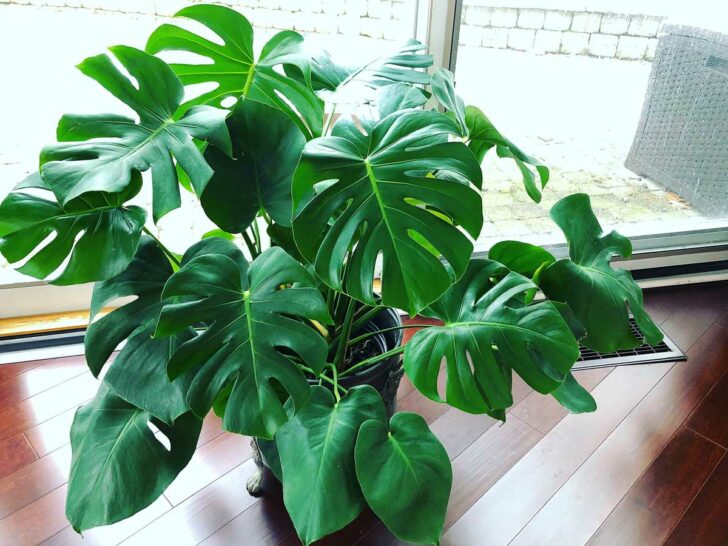 WHEN to Repot Monstera: 5 Signs That It May Be Time to Act!