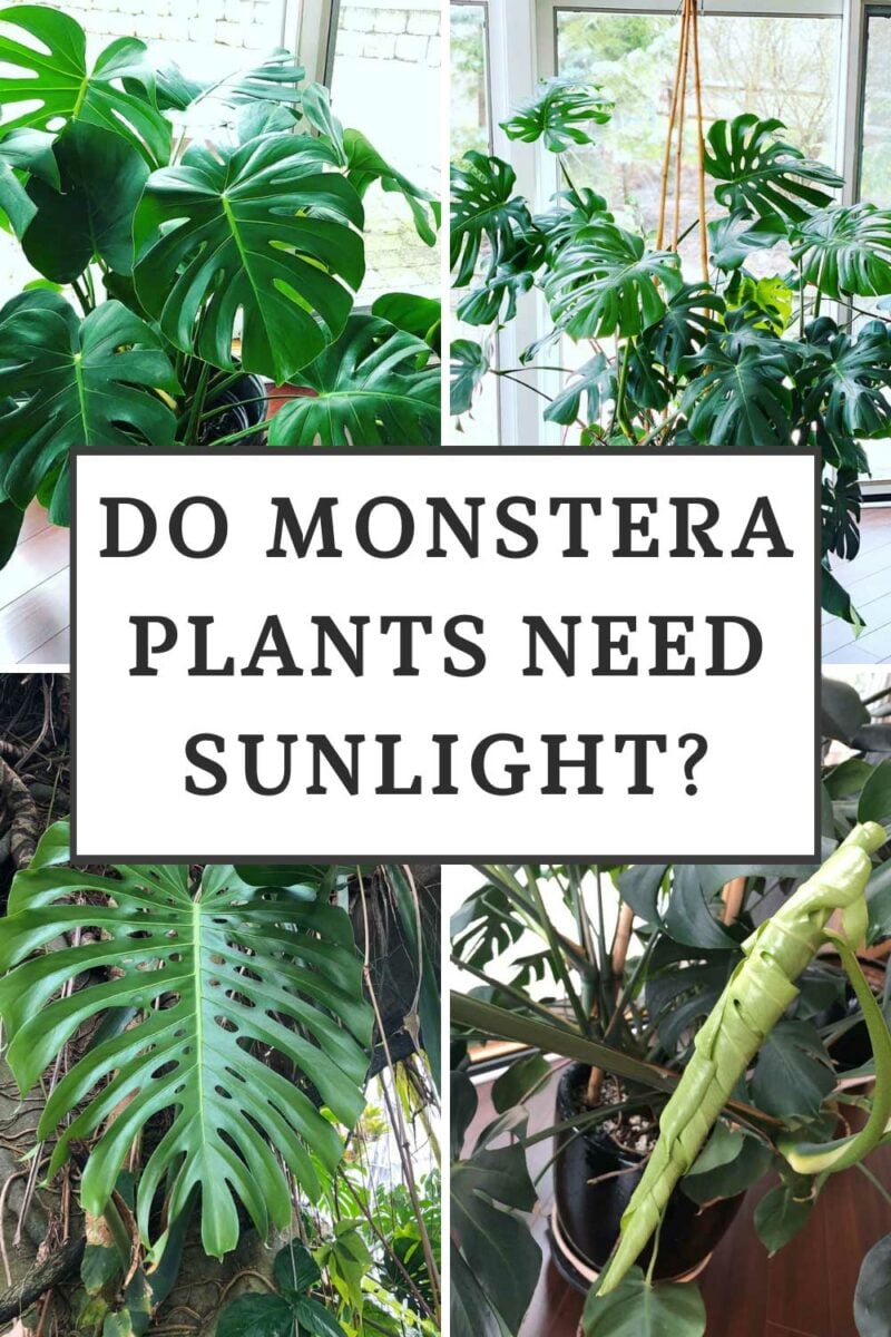 Do Monstera Plants Need Sunlight? 5 Complete, Easy Tips