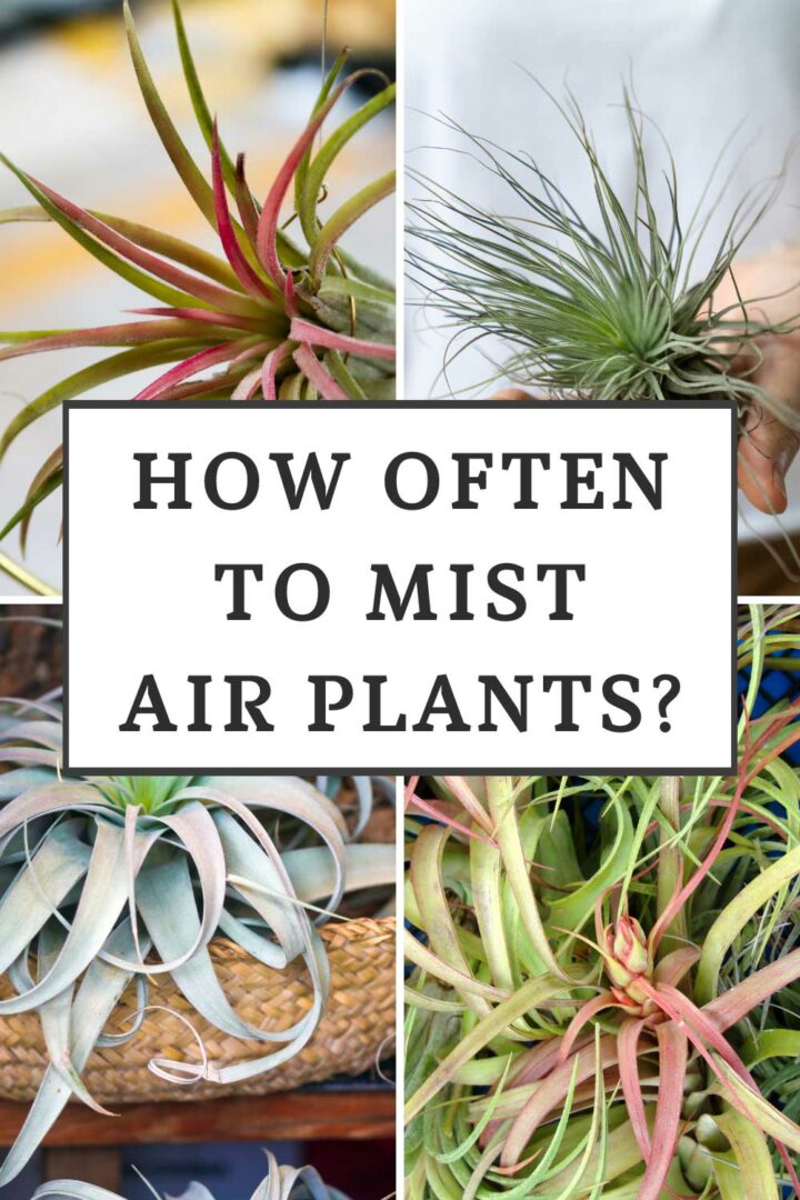 How Often to Mist Air Plants? The Answer May Surprise You