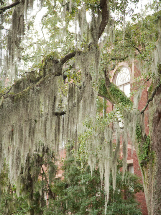 How Often to Mist Air Plants? The Answer May Surprise You