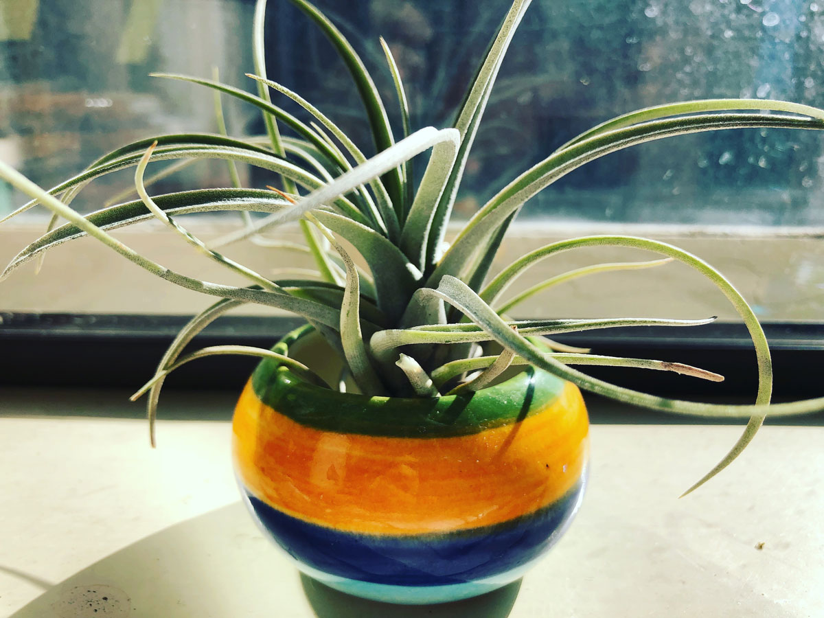 How Often to Mist Air Plants? The Answer May Surprise You