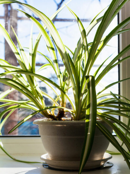 HOW OFTEN TO WATER SPIDER PLANT: 5 USEFUL TIPS