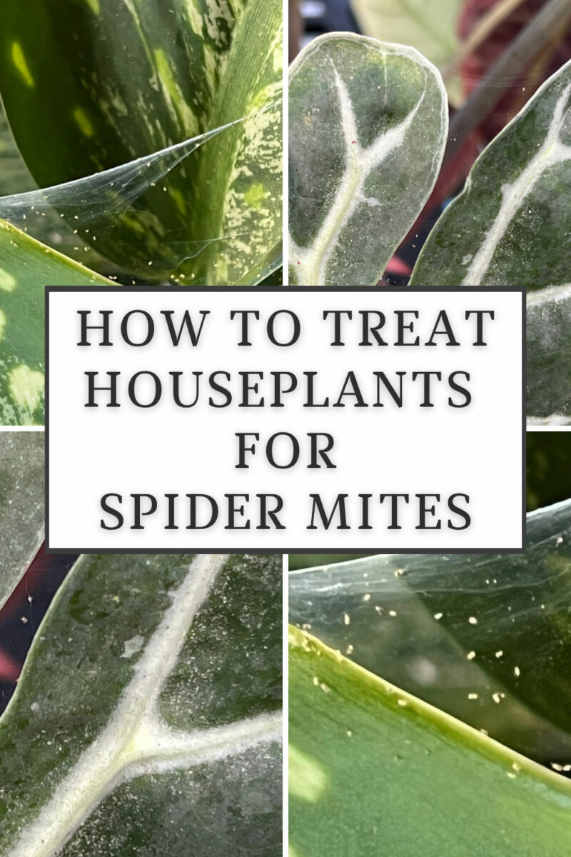 How to Prevent and Treat for Spider Mites on Houseplants