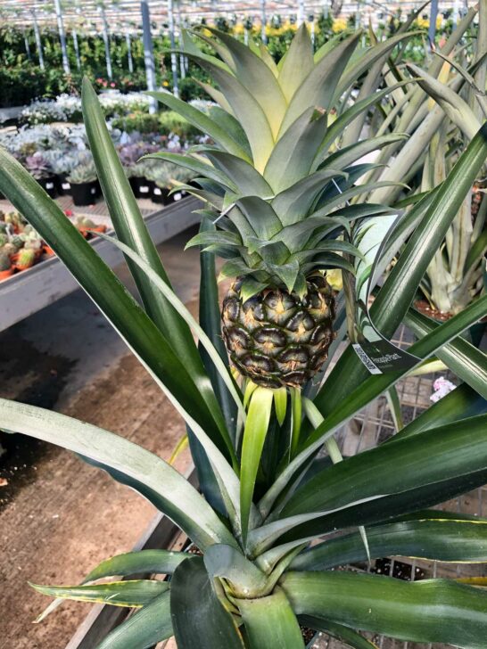 19 Stunning Types of Bromeliads to Grow Indoors