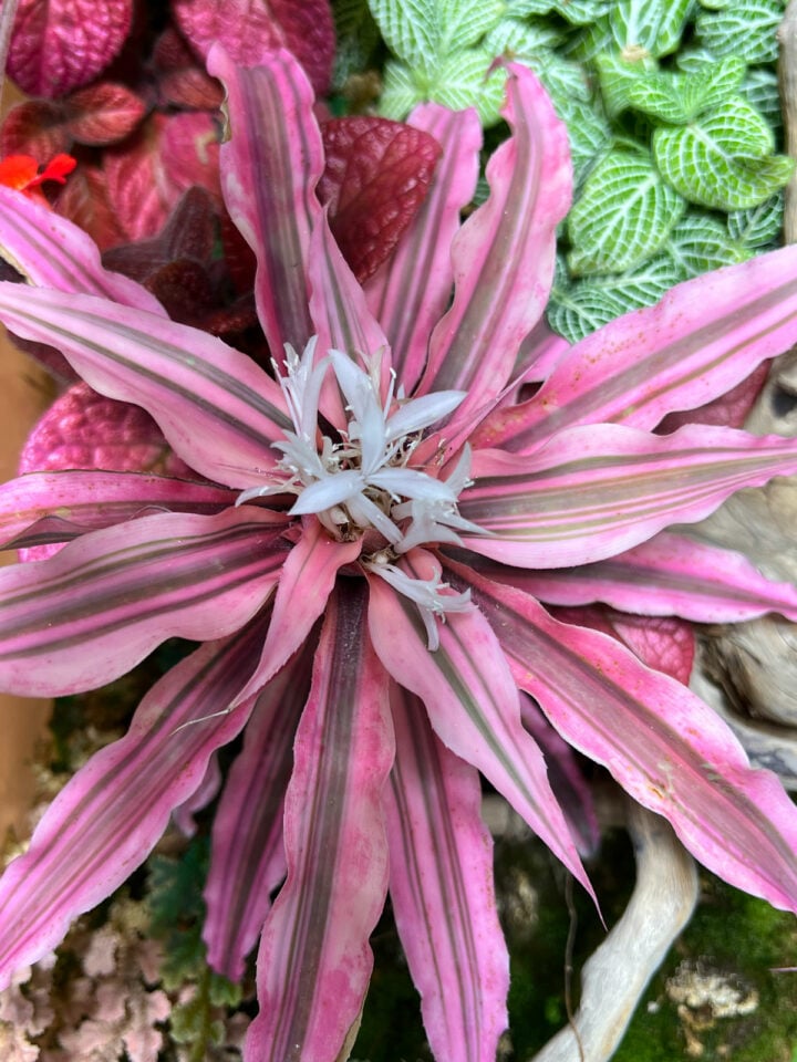 19 Stunning Types of Bromeliads to Grow Indoors