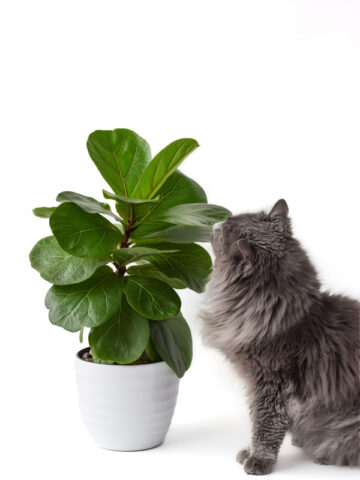 HOW TO GROW FIDDLE LEAF FIG: 9 INDISPENSABLE TIPS