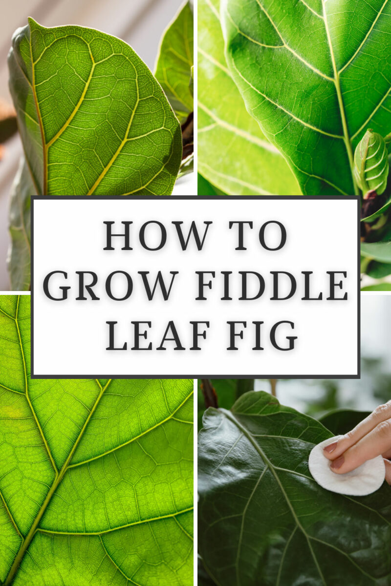 How To Grow Fiddle Leaf Fig 9 Indispensable Tips