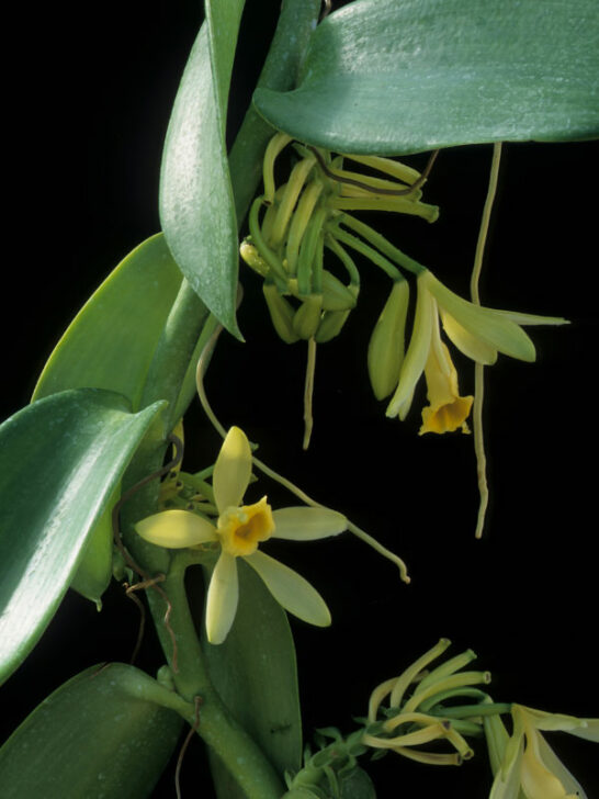 How to Grow Vanilla Orchid Indoors: 10 Fun Facts