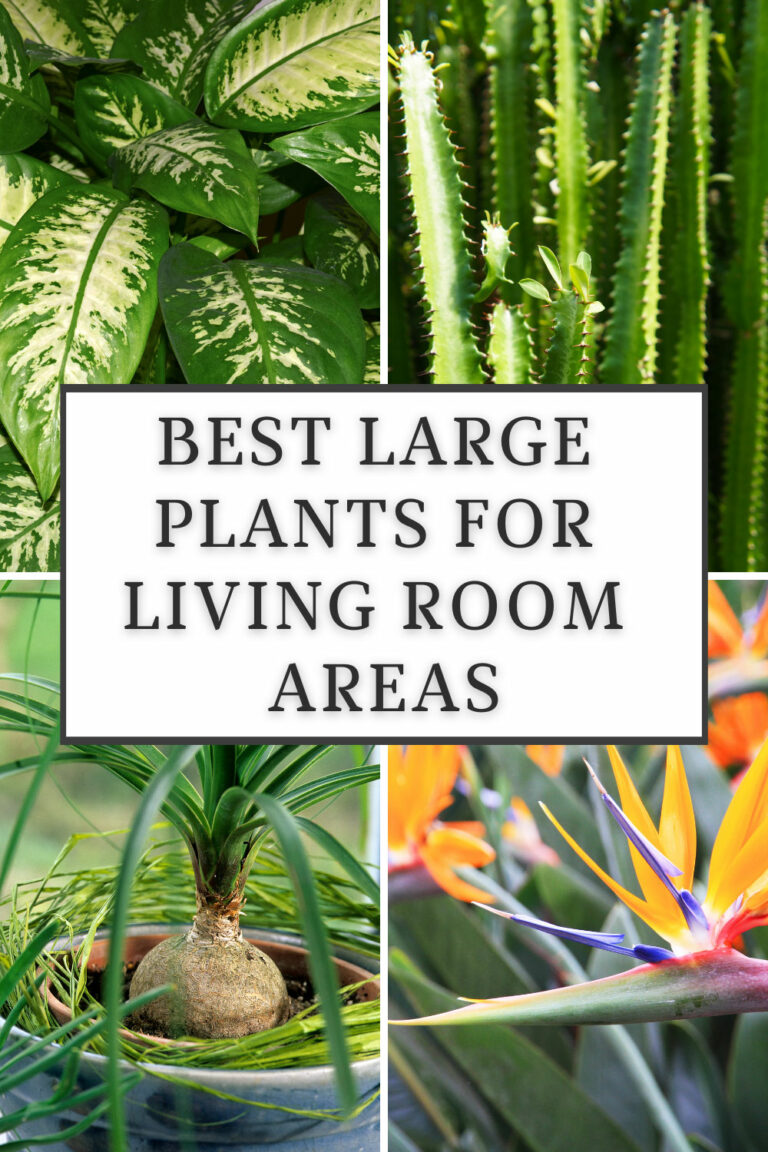 30 BEST LARGE PLANTS FOR LIVING ROOM AREAS