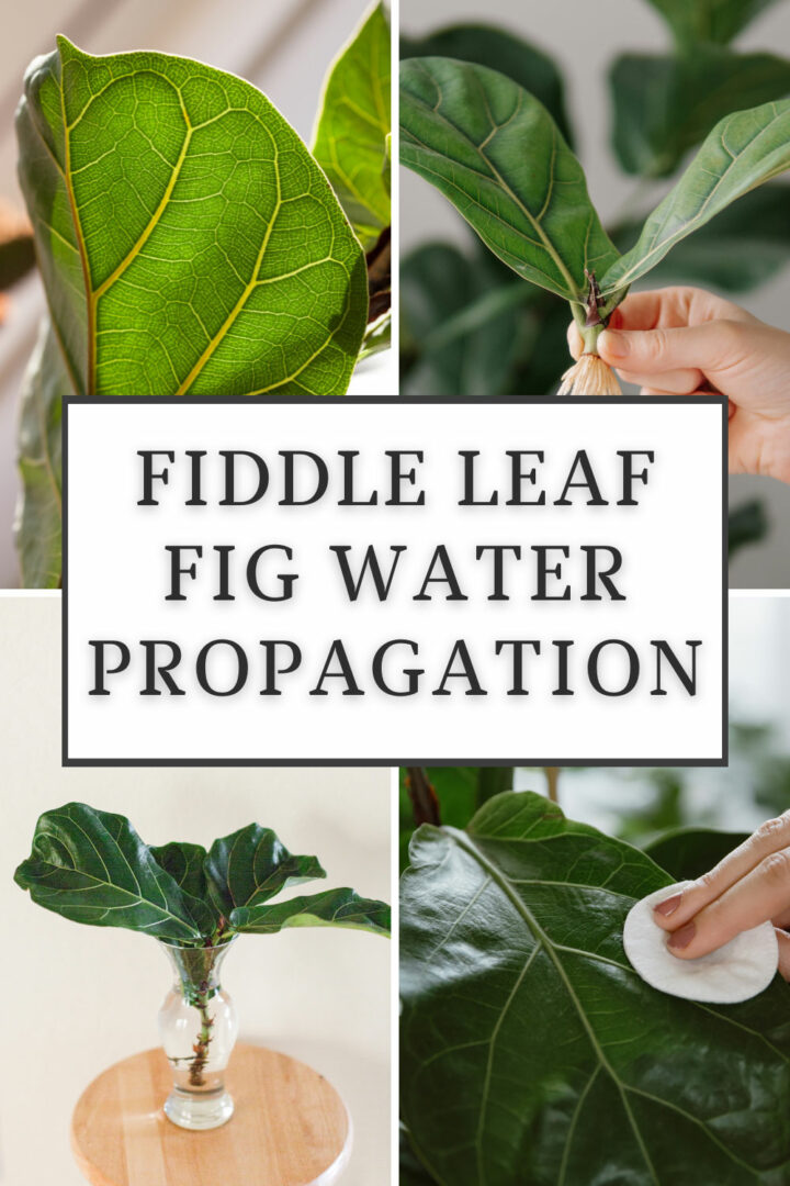 How to Propagate Fiddle Leaf Fig in Water - 3 EASY Steps