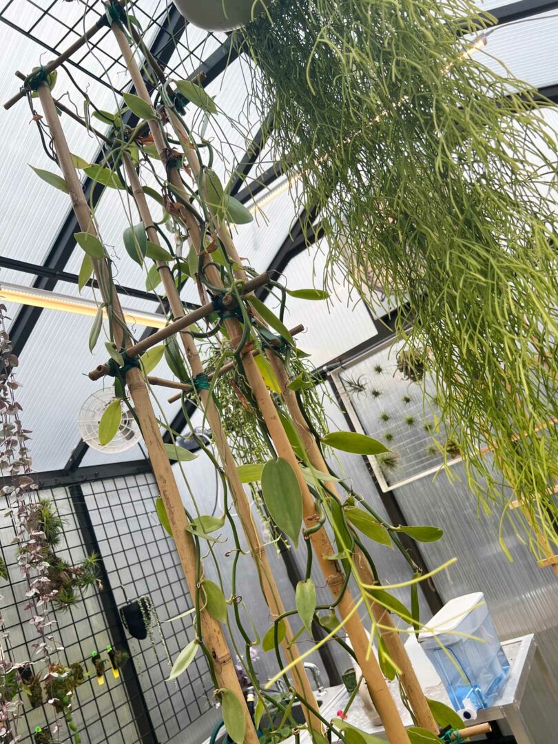 How to Grow Vanilla Orchid Indoors: 10 Fun Facts