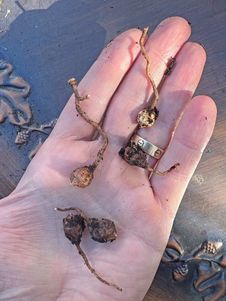 3 Simple Steps to Save a Rotting Alocasia Plant