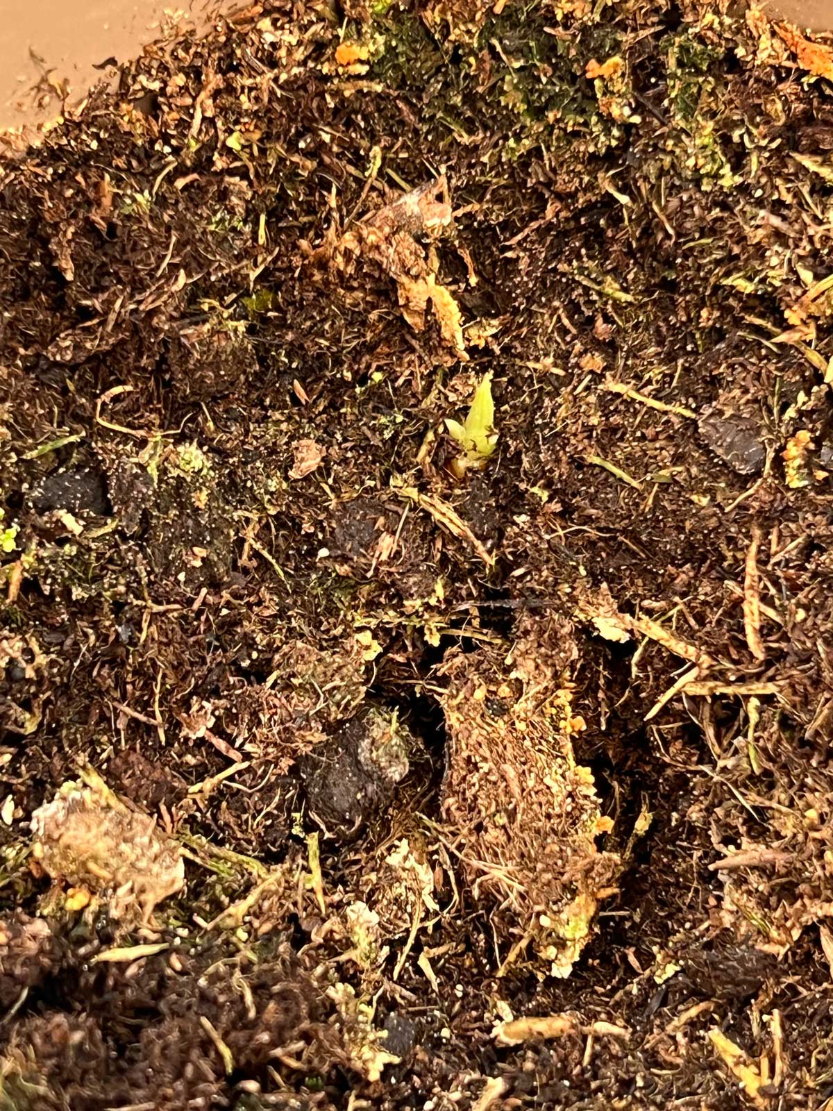 3 sencillos pasos para salvar una planta de Alocasia podrida – Mis Plantas