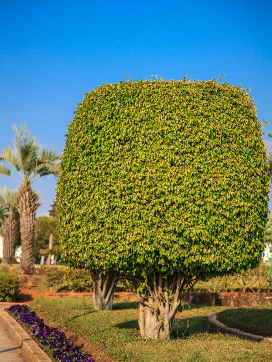 Ficus benjamina: 7 Crucial Care Tips for Weeping Fig