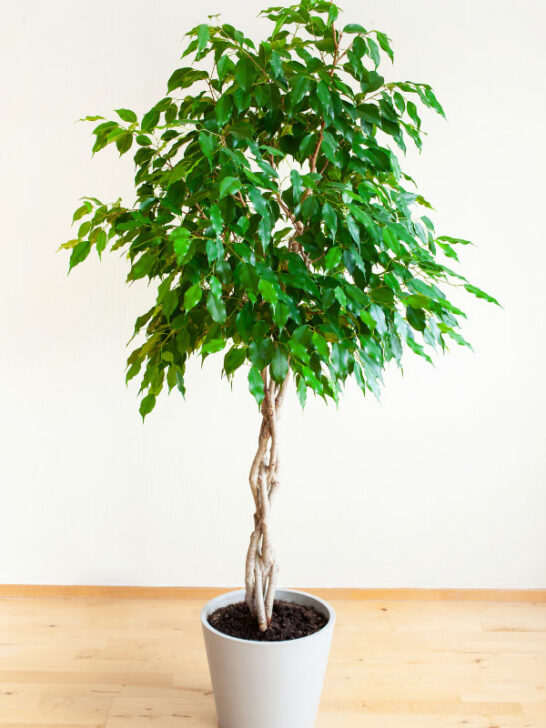 Ficus benjamina: 7 Crucial Care Tips for Weeping Fig