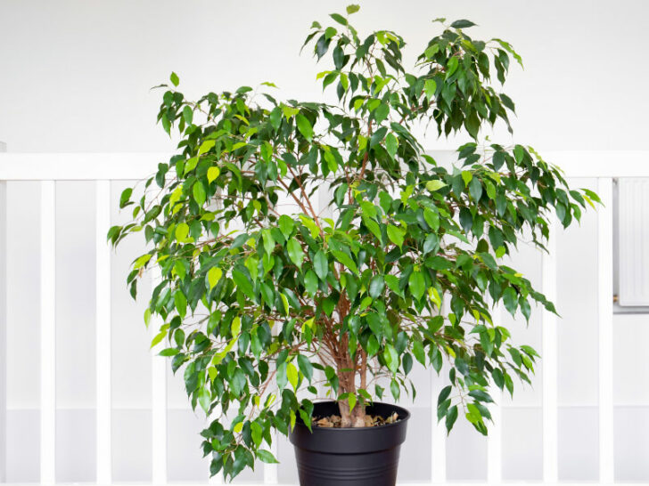 Ficus benjamina: 7 Crucial Care Tips for Weeping Fig
