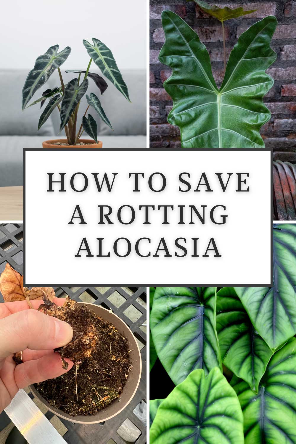 3 Simple Steps to Save a Rotting Alocasia Plant