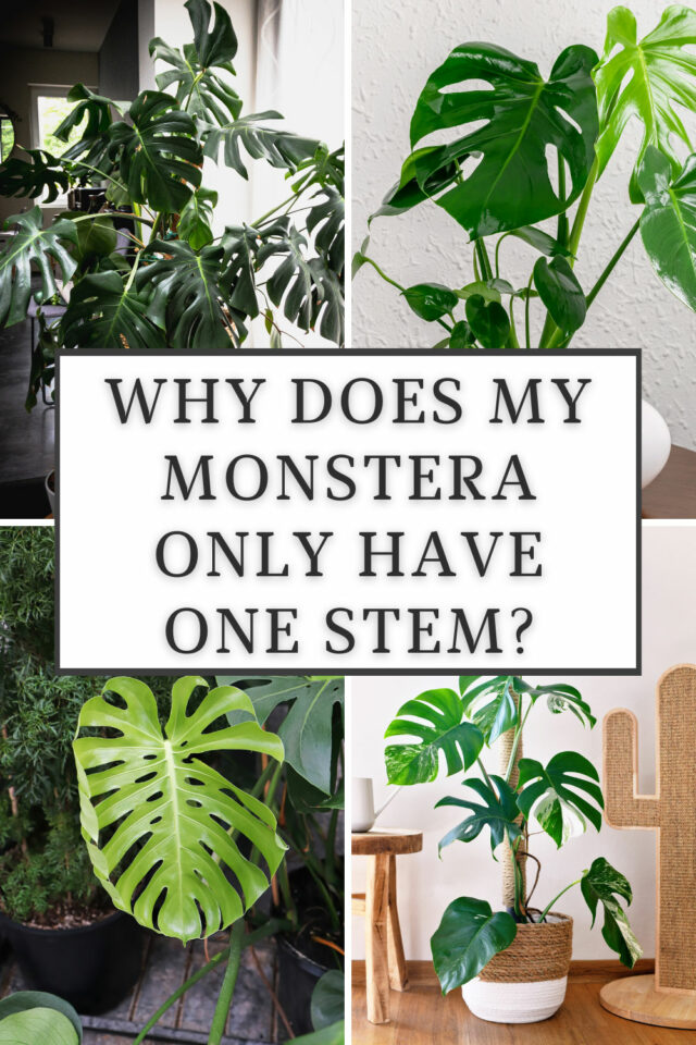 Monstera Has Only One Stem: 3 Important Things to Know