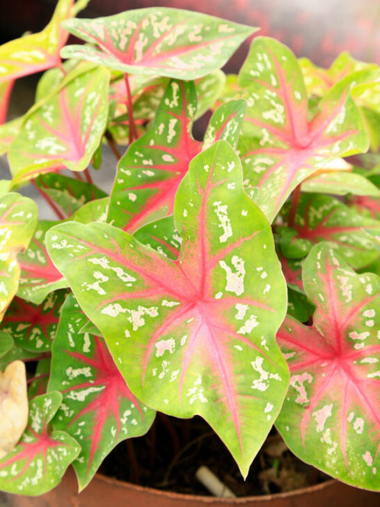 Pink Syngonium Ultimate Care Guide: 7 Best Tips